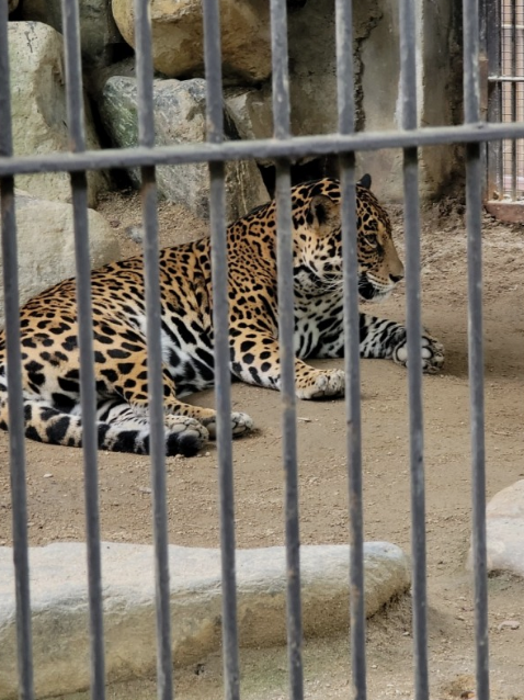 Is the home of the Zebra "SERO" a zoo or an animal exhibition?